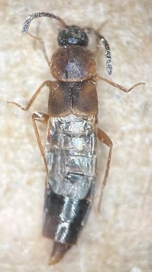 Lypoglossa Angularis Bugguide Net