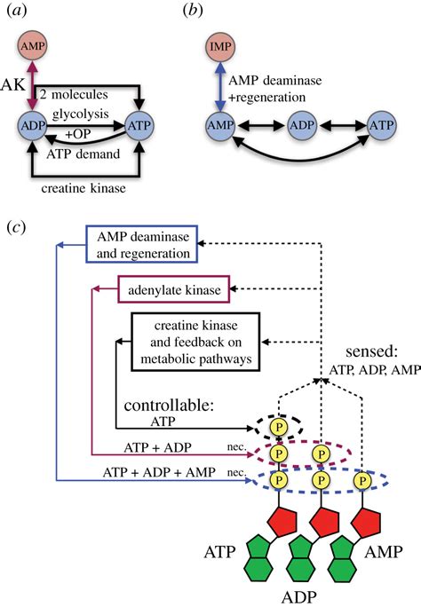 Metabolic Buffer Analysis Reveals The Simultaneous Independent Control Of Atp And Adenylate Metabolic Buffer Analysis Reveals The Simultaneous Independent Control Of Atp And Adenylate