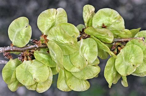 Siberian Elm Taos Swcd