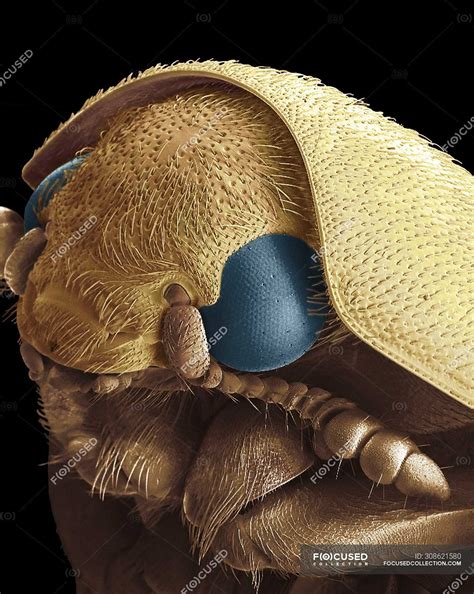 Scanning Electron Micrograph Of Dermestid Beetle Head — Taxidermy