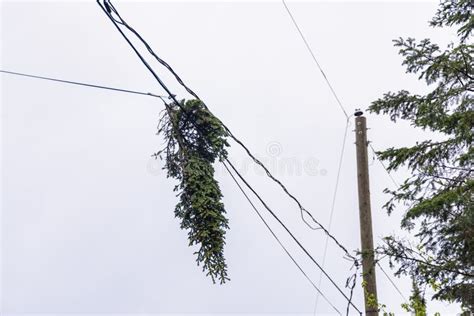 Tree Branch Caught In Overhead Powerline Stock Photo Image Of Season