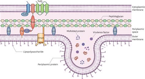 Figure 1 From Gram Negative Bacterias Outer Membrane Vesicles Semantic Scholar