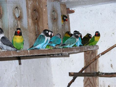 Black Masked Love Bird Mutations