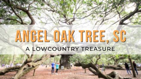 Angel Oak Tree South Carolina A Lowcountry Treasure Porch Light Reading