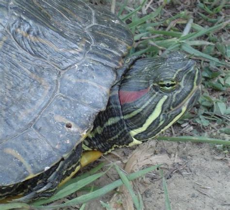 One Way To Better Predict Sex Ratios In Species With Temperature