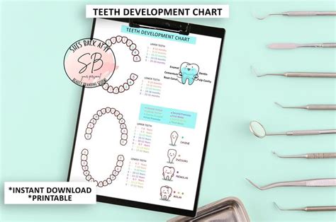 Teeth Eruption Stages Tooth Eruption Ages Tooth Development Chart