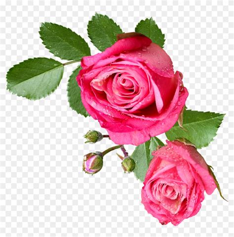 Juegos Png Sin Fondo Flores Png Sin Fondo Png Stock Including The