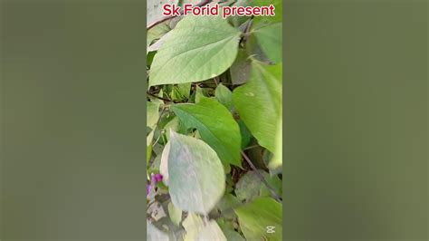 দেখুন শিম ফুল এ র দৃশ্য Shorts Youtube