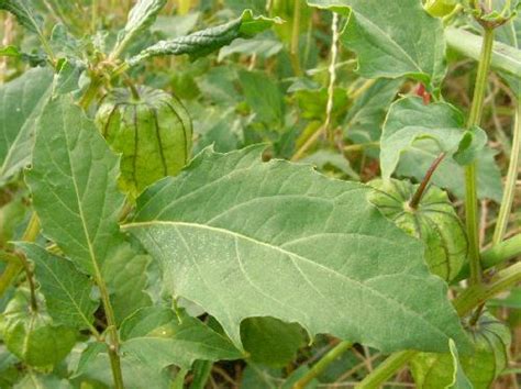 はなQ ヒロハフウリンホオズキ ナス科 ホオズキ属 草花や樹木の図鑑