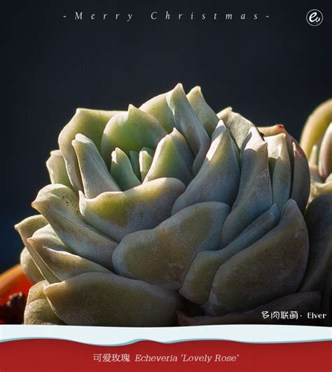 好看的月影系多肉 多肉联萌