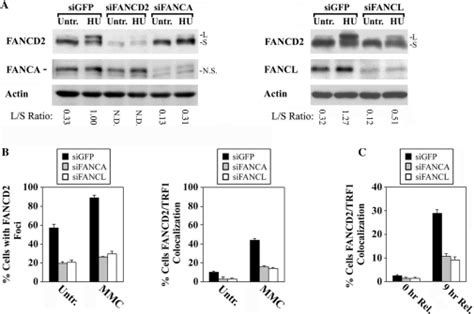 FANCA And FANCL Are Required For The Colocalization Of FANCD2 Foci With