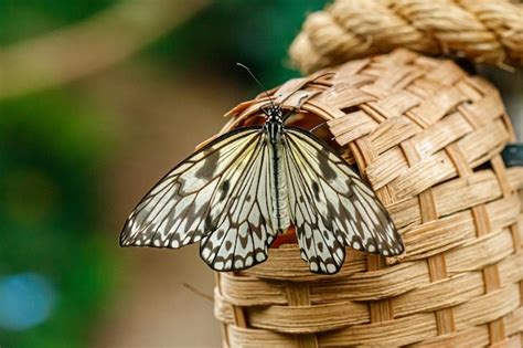 Images De Cocon Papillon Téléchargement Gratuit Sur Freepik