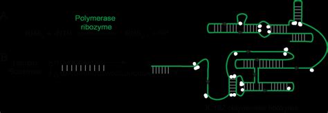 Reversible Rna Synthesis By The Polymerase Ribozyme A Templated