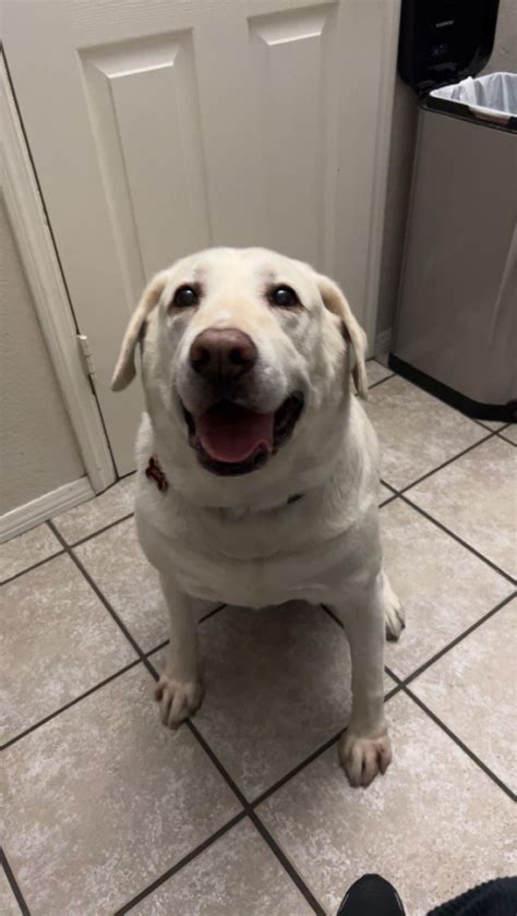 Hes A Good Boi Rlabrador