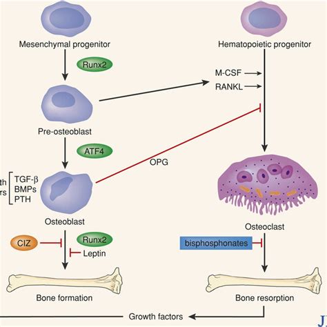 Cells And Ligands In Skeletal Remodeling Interactions In Bone Download Scientific Diagram