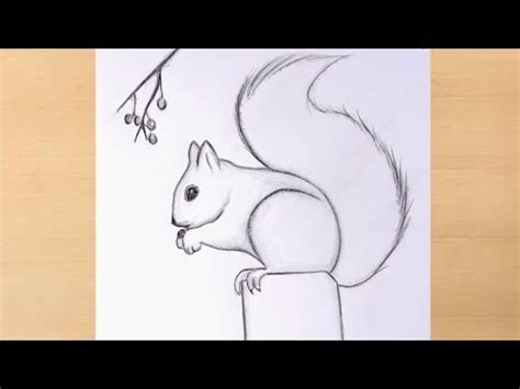 How To Draw A Squirrel
