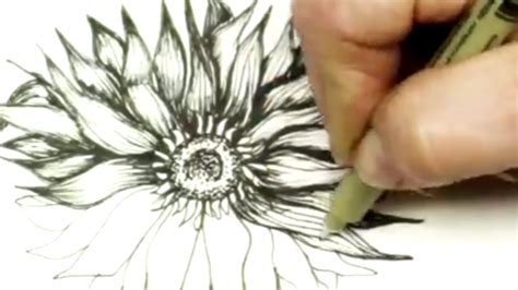 Pen Ink Drawing Tutorial How To Draw A Sunflower Inktober YouTube