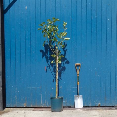 Scrumptious Apple Tree Self Fertile Apples Ornamental Trees