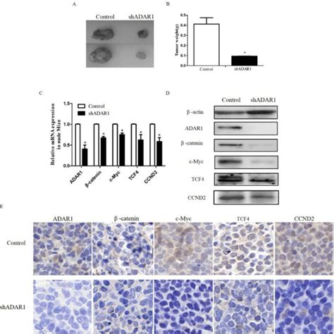 Silence Of Adar1 In Aml Cell Line Inhibits The Proliferation Of K562