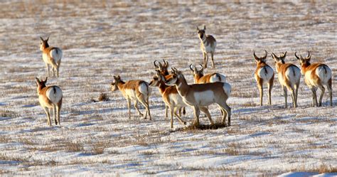 Wy Governor Works To Safeguard Important Migration Corridors Gohunt