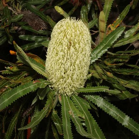 Wallum Banksia Agnes Conservation Community