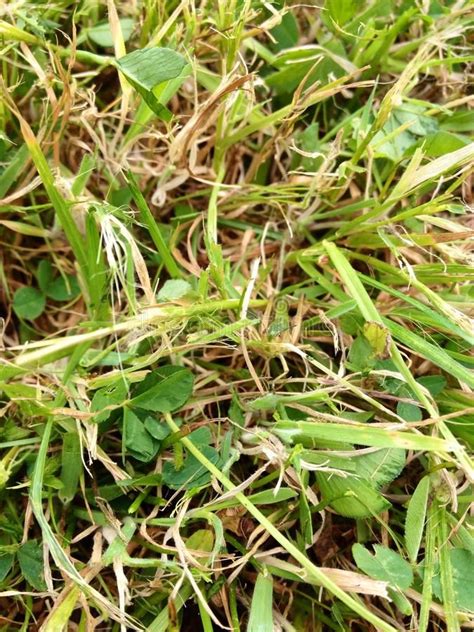 Grasshopper In The Grass Grasshopper Hiding In The Grass Sponsored