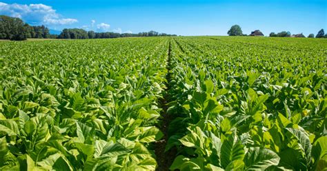 Smart Agriculture Leveraging Technology For Optimal Crop Monitoring