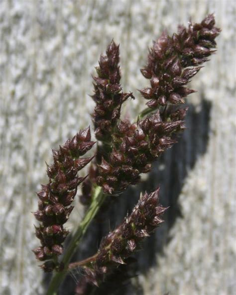 Weeds Barnyardgrass Echinochloa Crus Galli Hortsense Washington