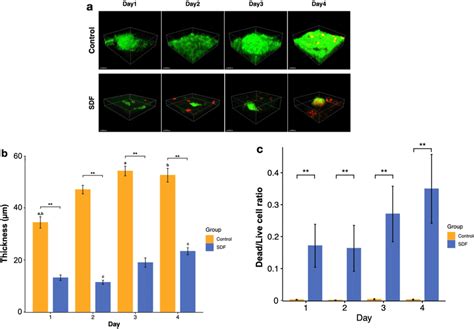 Confocal Laser Scanning Microscopy Clsm Analysis Of Biofilms Grown On