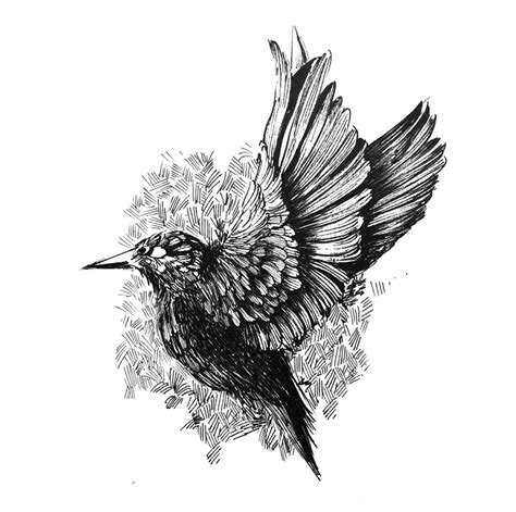 Birds Flying In The Sky Beautiful Birds Wings Blackandwhite