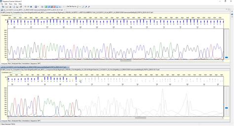 Enhancing Genetic Analysis With Bigdye Terminator V3 1 Kit