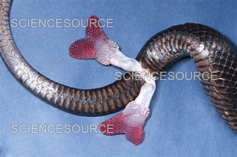 Snake Hemipenes