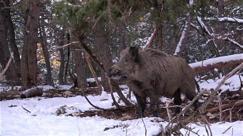 Chasse Grands Gibiers En France Youtube