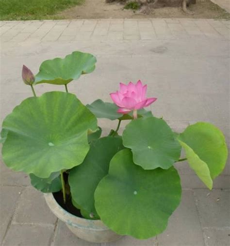 莲花种植全攻略时间方法要点轻松学会莲花种植 多肉植物 繁趣花卉网