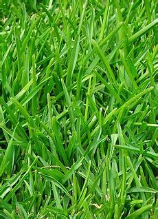 Flower And Grass Seeds Wah Heng Hang Seeds And Co Penang