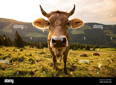 Brown And Black Swiss Cows On Mountain Pasture In Switzerland Stock