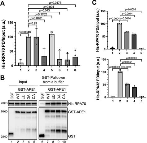 Figures and data in APE1 recruits ATRIP to ssDNA in an RPA-dependent ...
