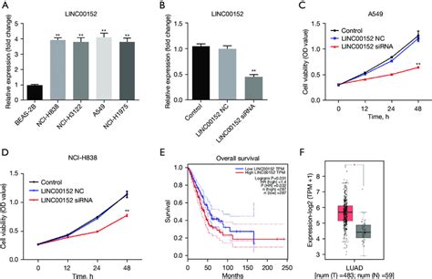 Downregulation Of Linc00152 Significantly Suppresses The Proliferation