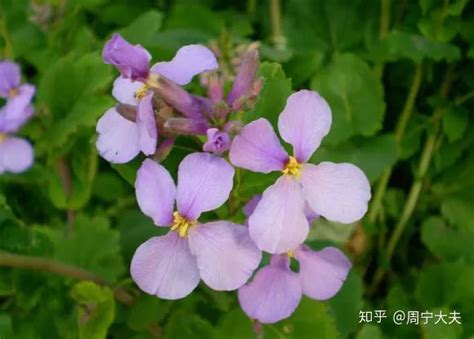 【解惑】甲状腺疾病为什么要少吃萝卜和白菜？ 知乎