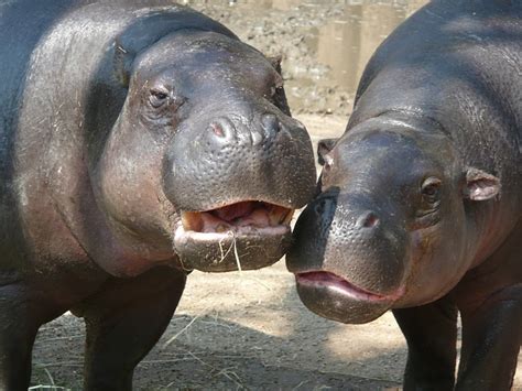 【カバ｜動物図鑑】特徴と生態 動物生き物サイト
