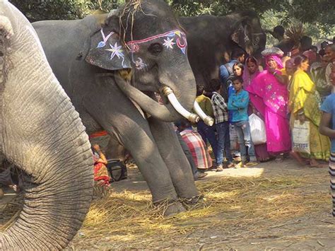 The Gentle Giants Of Sonepur India News