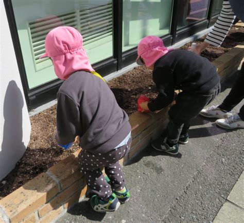ひまわりの芽が出たよ🌱 小規模認可保育園 桜坂みらい保育園