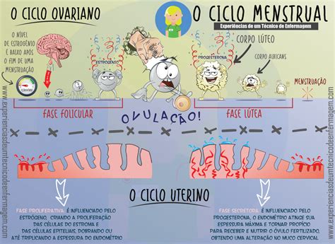 O ciclo menstrual é o conjunto de mudanças periódicas que ocorrem no ovário e no útero da mulher