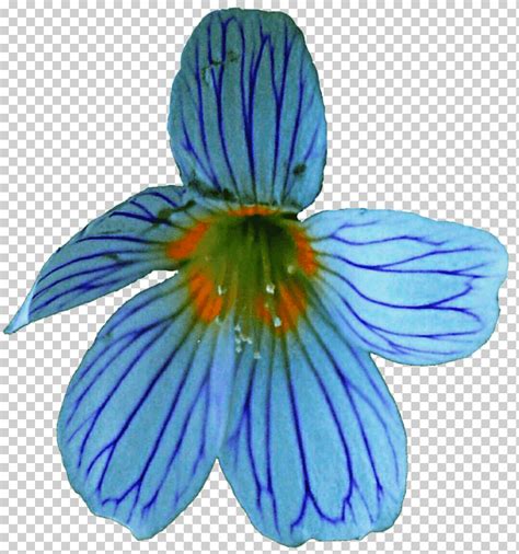 P Talo Diverso P Rpura Violeta Png Klipartz