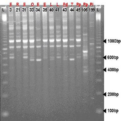 Gel Electrophoresis And Dendrogram Of The Rapd Profiles Obtained From