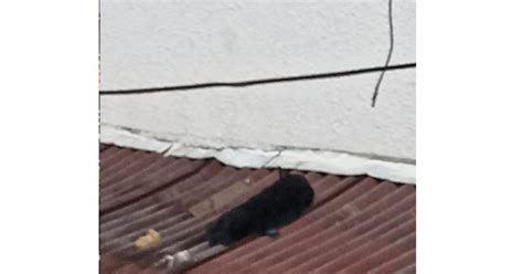 Señalan A Manizaleño De Matar A Un Gato Para Desquitarse De Su Pareja
