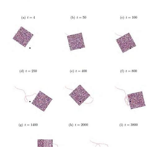 Snapshots Of Cellular Automaton Model Two Dimensional Lattice Of 200 ×
