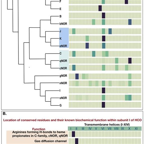 Sequence Features Revealed By Classification Algorithm Sequence