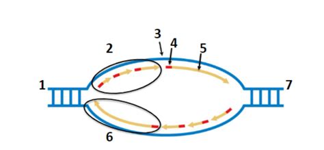 Biol 350 Principles Of Genetics Ku Dna Replication Diagram Diagram