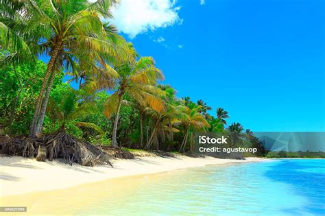 열대 목가적 인 샌디 해변 야자수 사오나 섬 도미니카 공화국 0명에 대한 스톡 사진 및 기타 이미지 0명 Bávaro 개념 Istock